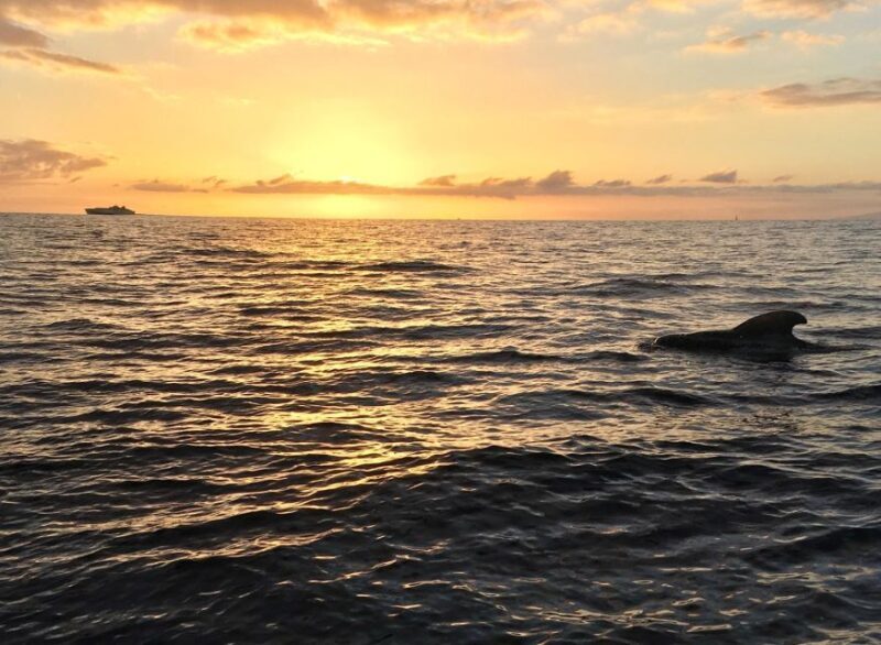 Puerto Colon: Whale-Watching Sailing Tour with Meal & a Swim - Authenticity and Experience Highlights