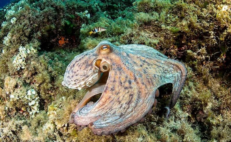 Puerto de Soller: Train and Discover Scuba Diving - Who Will Enjoy This Tour?