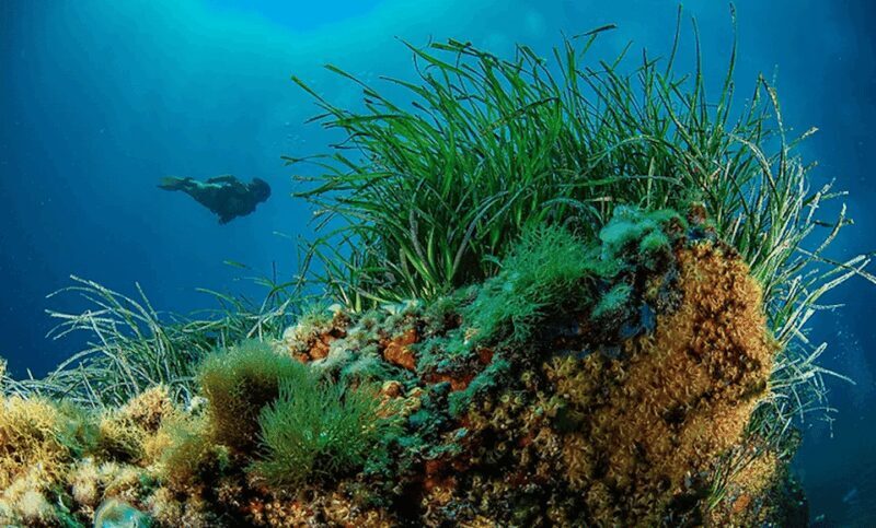 Puerto de Soller: Train and Guided Scuba Diving Experience - What Makes This Tour Stand Out