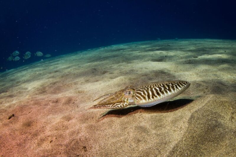 Puerto del Carmen: 2 Guided Scuba Dives (certified only) - Discover Puerto del Carmen’s Underwater World with Guided Scuba Dives