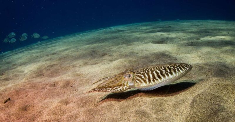 Puerto del Carmen: 2 Guided Scuba Dives (certified only) - Key Points