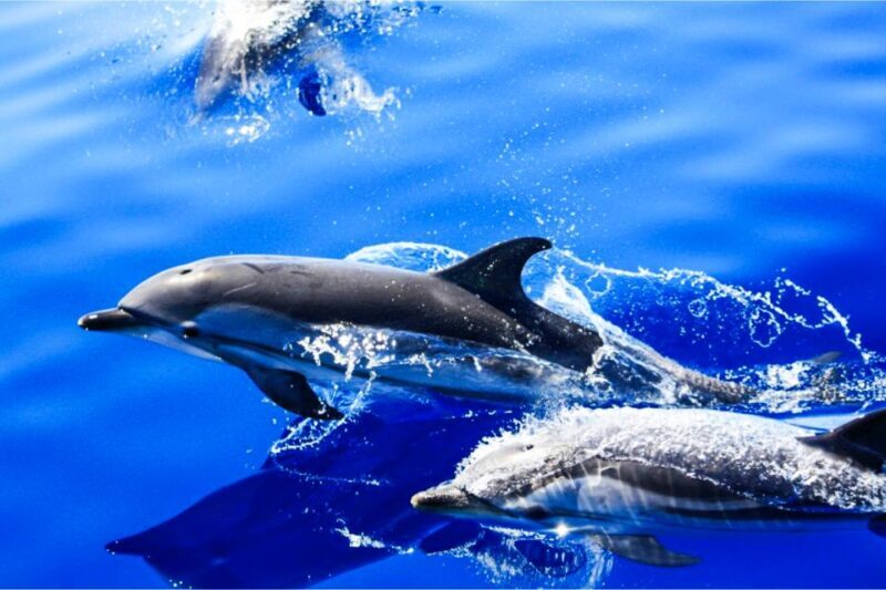 Puerto del Carmen: Dolphin-Watching Speedboat Tour with Swim - Key Points