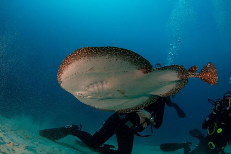 Puerto del Carmen: Guided Scuba Dive (certified only) - Equipment and Safety: A Priority