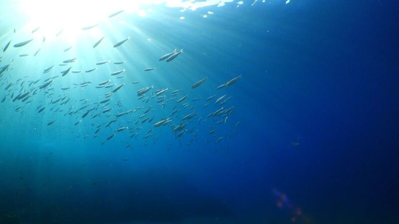 Puerto del Carmen: Snorkeling Trip with Dive Instructor - Itinerary Breakdown