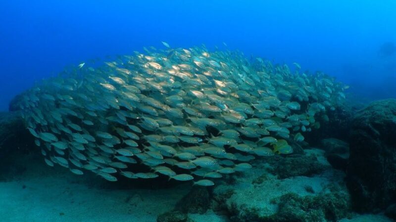 Puerto del Carmen: Snorkeling Trip with Dive Instructor - Pricing and Value