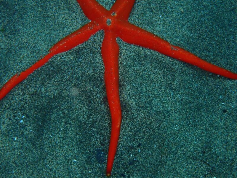Puerto del Carmen: Snorkeling Trip with Dive Instructor - Who Should Consider This Tour?
