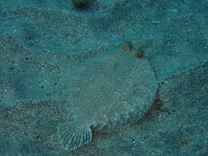 Puerto del Carmen: Snorkeling Trip with Dive Instructor - The Sum Up