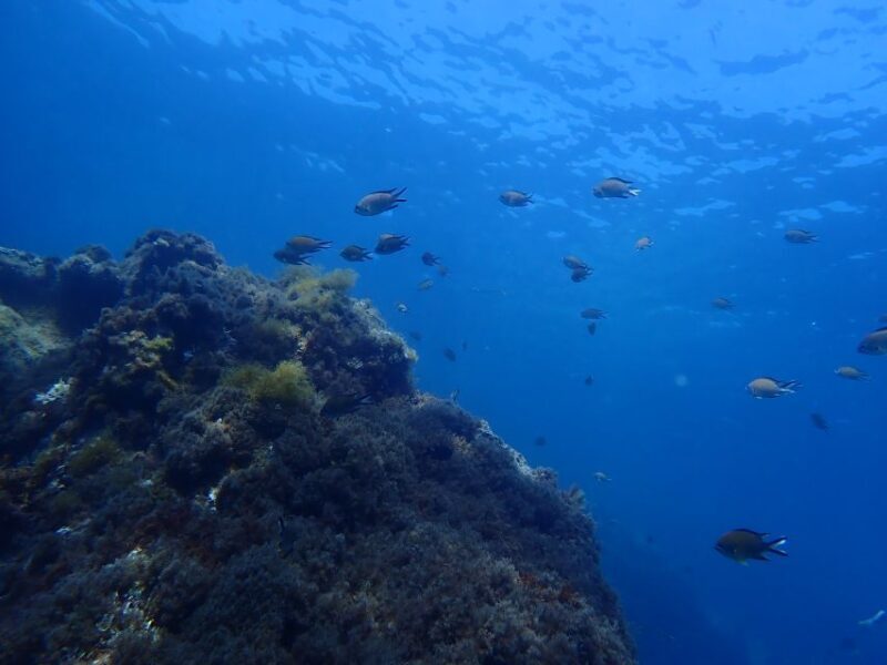 Puerto del Carmen: Snorkeling Trip with Dive Instructor - FAQ