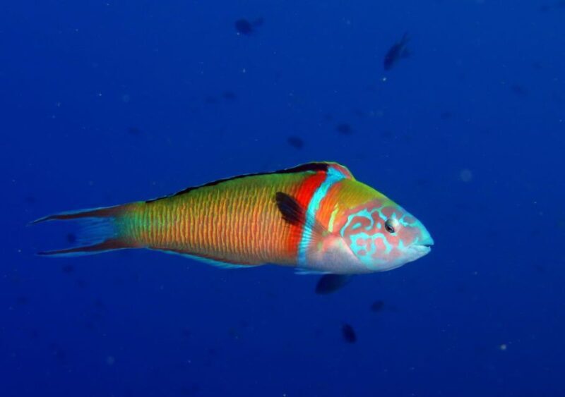 Puerto del Carmen: Try Scuba Diving  1 Dive for Beginners - Frequently Asked Questions