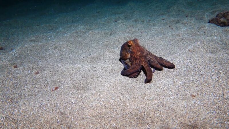 Puerto del Carmen: Try Scuba Diving from the beach - FAQ