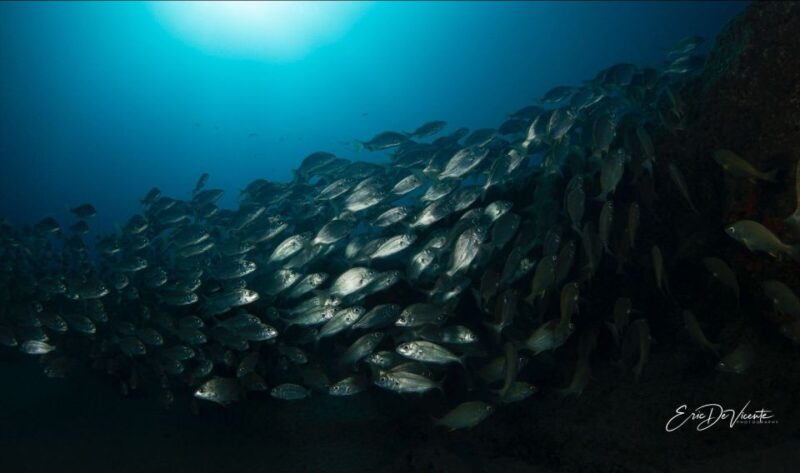 Puerto Del Carmen: Try Scuba Diving with 2 Dives and Photos - What Makes This Experience Stand Out?