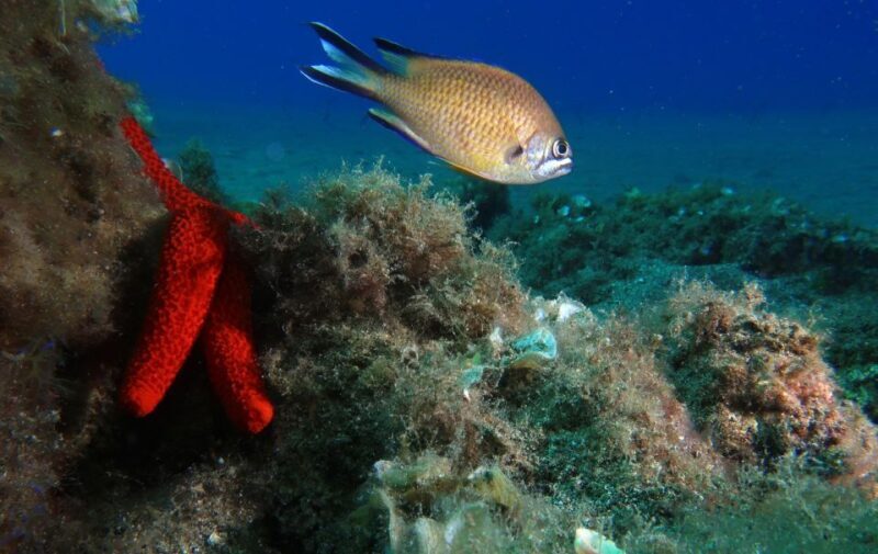 Puerto Del Carmen: Try Scuba Diving with 2 Dives and Photos - Understanding the Cost and Its Value
