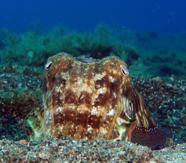 Puerto Del Carmen: Try Scuba Diving with 2 Dives and Photos - Practical Details & Considerations