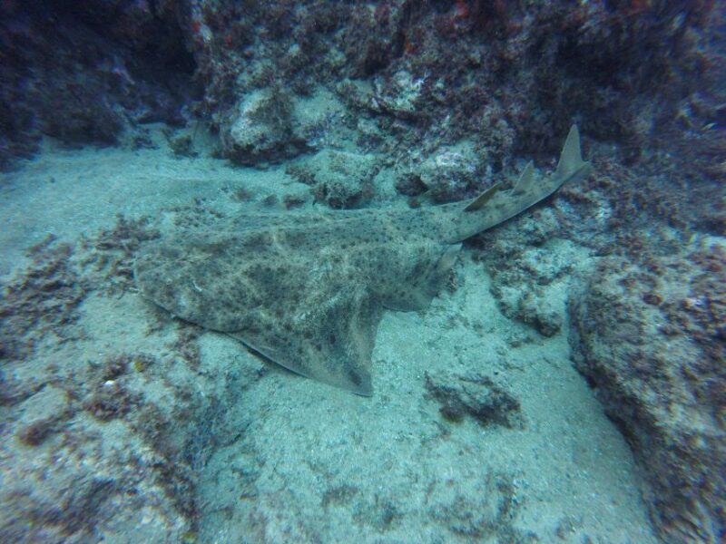 Puerto Del Carmen: Try Scuba Diving with 2 Dives and Photos - FAQ: Your Questions Answered