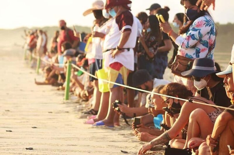 Puerto Escondido: Baby Turtle Release Tour - Key Points