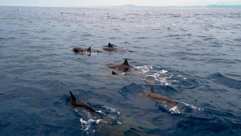 Puerto Escondido: Boat Tour among Dolphins and Turtles - The Sum Up