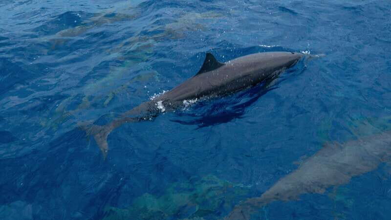 Puerto Escondido: Boat Tour among Dolphins and Turtles - FAQ