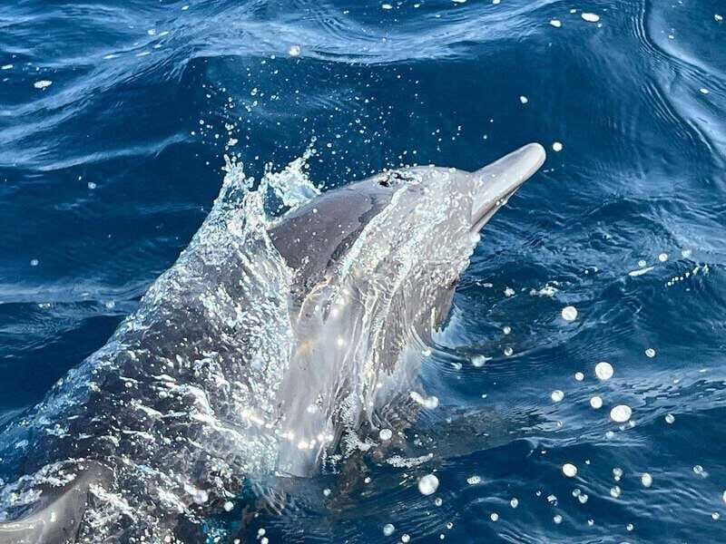 Puerto Escondido: Boat Tour to see Dolphins and Marine Life - An Honest Look at the Experience
