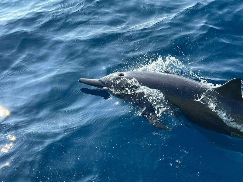 Puerto Escondido: Boat Tour to see Dolphins and Marine Life - Authentic Experiences and Authenticity