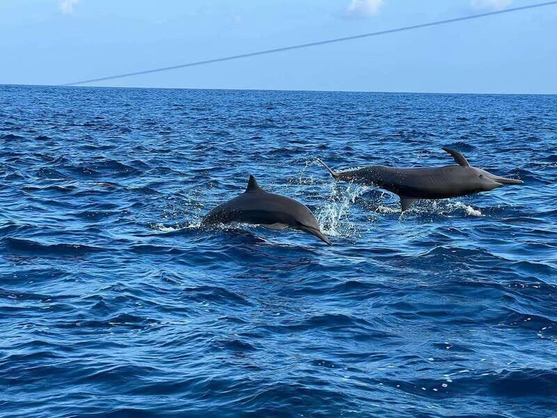 Puerto Escondido: Boat Tour to see Dolphins and Marine Life - The Value of the Experience