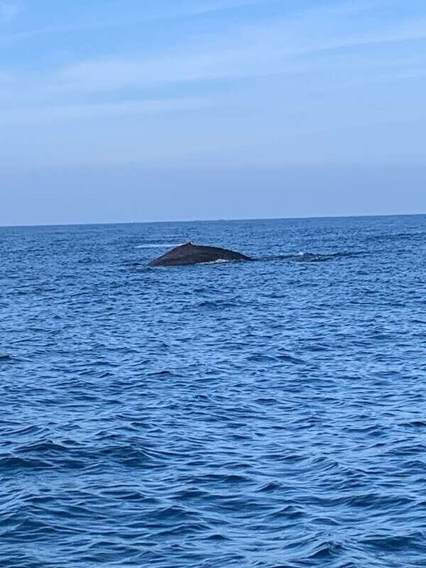 Puerto Escondido: Boat Tour to see Dolphins and Marine Life - Who Will Enjoy This Tour?
