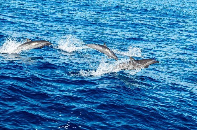 Puerto Escondido Dolphin and Whale Watching Adventure - Who Should Consider This Tour?