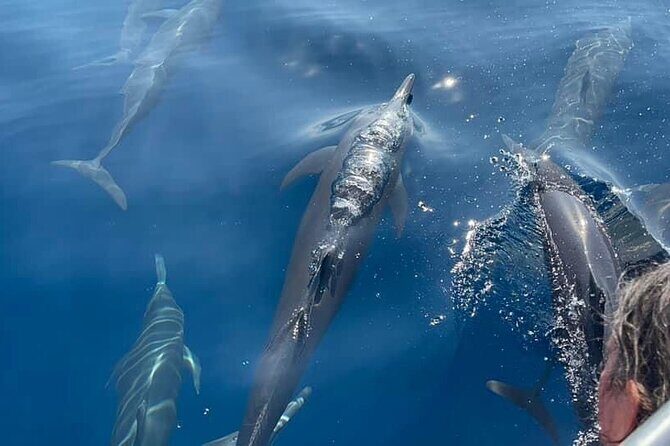 Puerto Escondido Dolphin and Whale Watching Adventure - Frequently Asked Questions (FAQs)