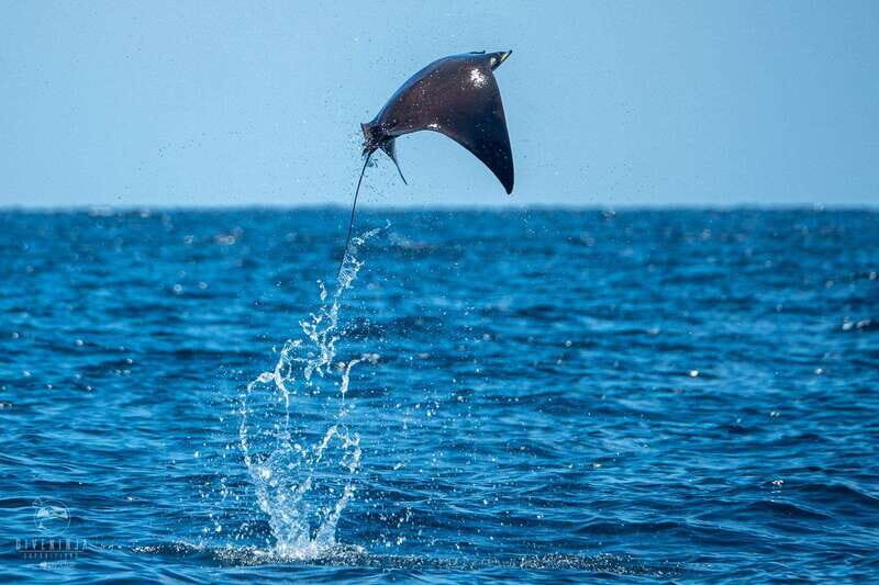 Puerto Escondido: Family Private Boat Tour - An In-Depth Look at the Experience