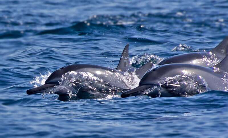 Puerto Escondido: Family Private Boat Tour - Authentic Feedback from Past Travelers
