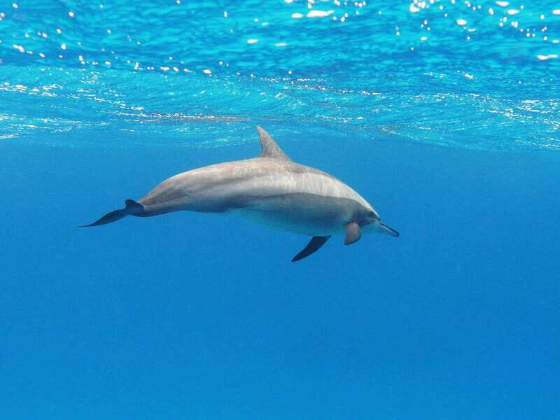 Puerto Escondido: Family Private Boat Tour - FAQ