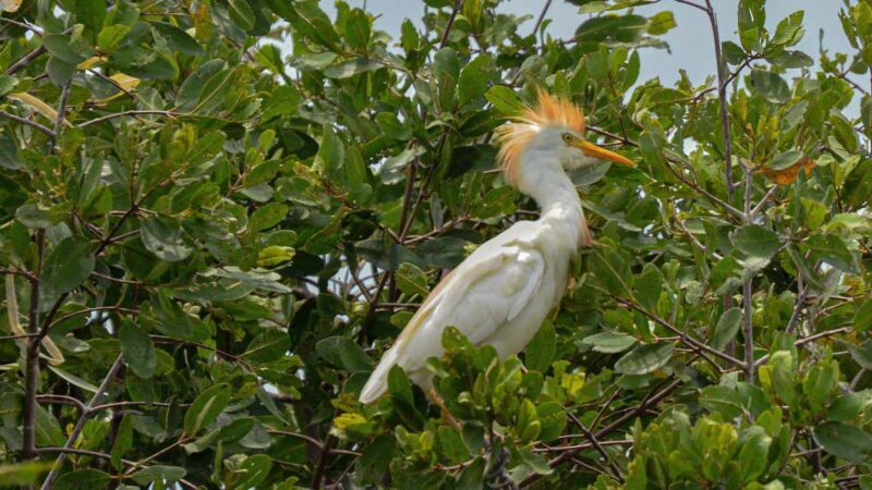 Puerto Escondido: Kayak Adventure On Manialtepec Lagoon - The Real Value of This Tour