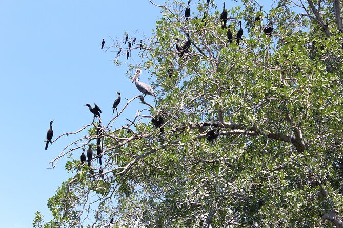 Puerto Escondido: Manialtepec Lagoon by Kayak - A Peaceful Odyssey into Nature
