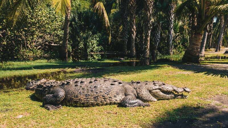 Puerto Escondido: Oaxaca Coast Wildlife Ecotour - What Travelers Say
