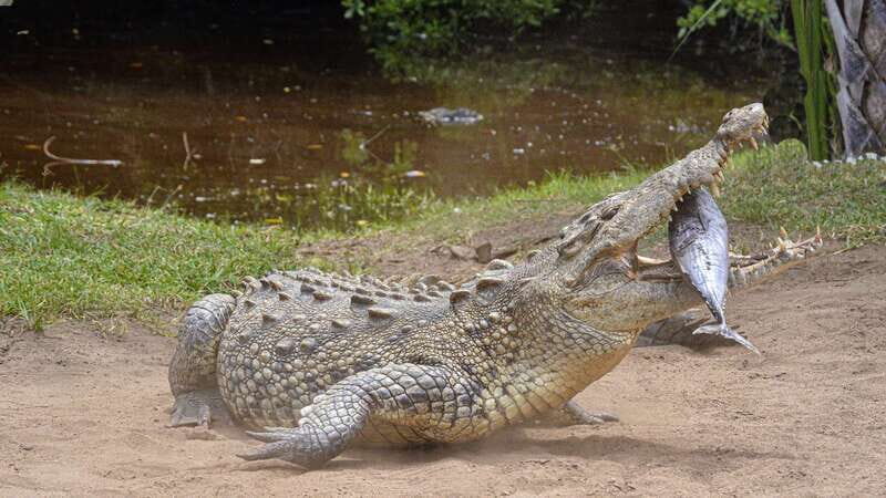 Puerto Escondido: Oaxaca Coast Wildlife Ecotour - Practical Tips for Travelers