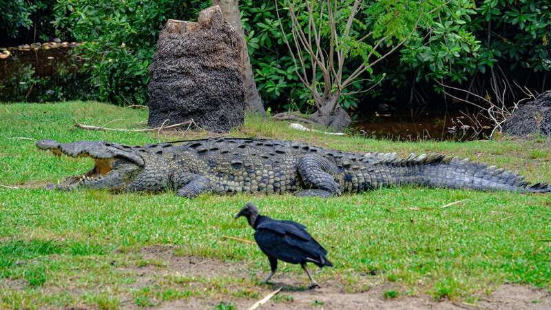 Puerto Escondido: Oaxaca Coast Wildlife Ecotour - Who Is This Tour Best For?