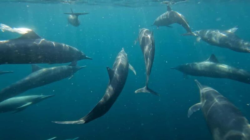 Puerto Escondido: The Best Adventure for Dolphin Watching - Setting Out from Puerto Angelito Beach: What to Expect