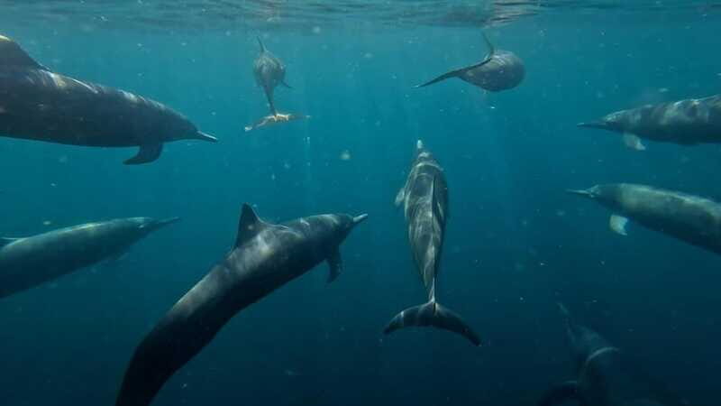 Puerto Escondido: The Best Adventure for Dolphin Watching - Final Thoughts: Is It Worth It?