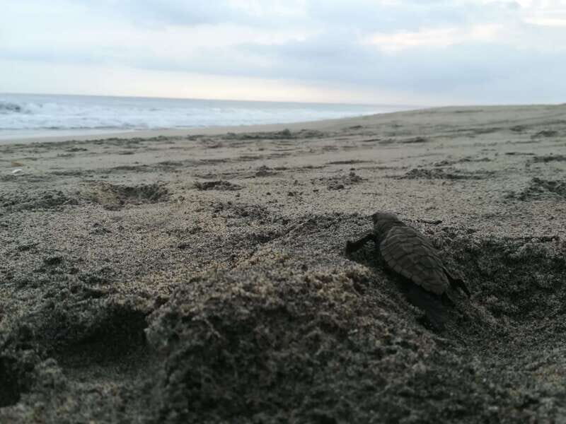 Puerto Escondido: Turtle Release and Bioluminescent Plankton - The Value of the Experience