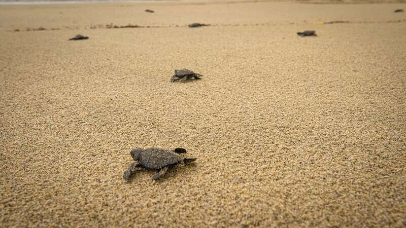 Puerto Escondido: Turtle Release and Bioluminescent Plankton - Authentic Experiences and Traveler Feedback