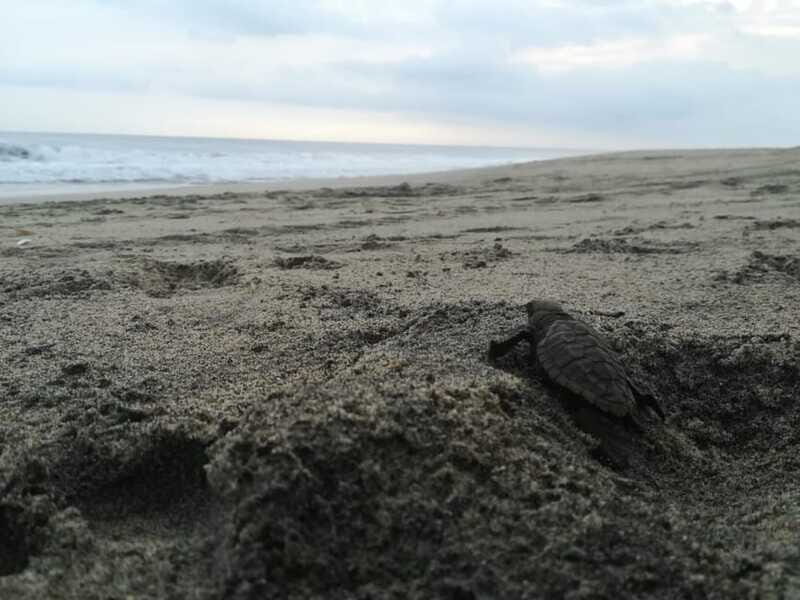 Puerto Escondido: Turtle Release and Bioluminescent Plankton - FAQ
