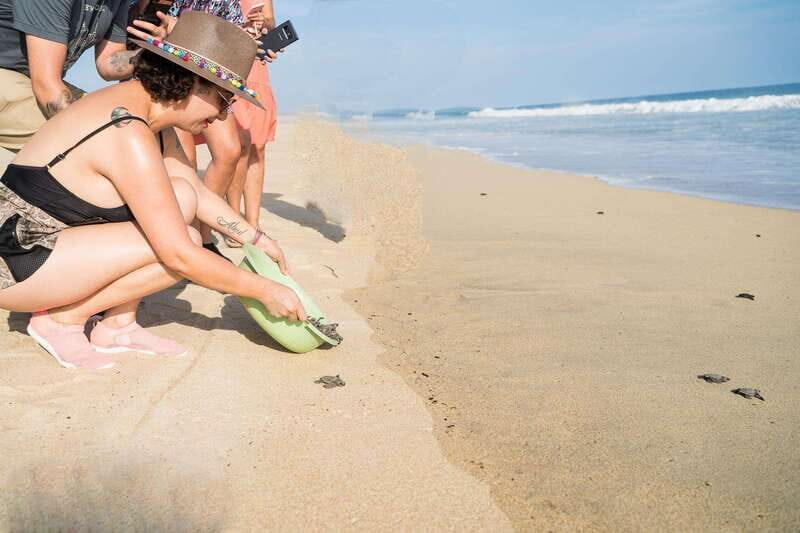 Puerto Escondido: Turtle Release Experience - What the Tour Involves