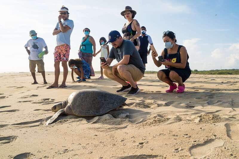 Puerto Escondido: Turtle Release Experience - Sunset and Photographs
