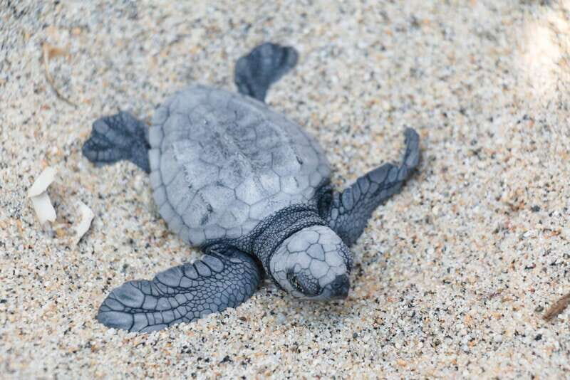 Puerto Escondido: Turtle Release Experience - Group Size and Atmosphere