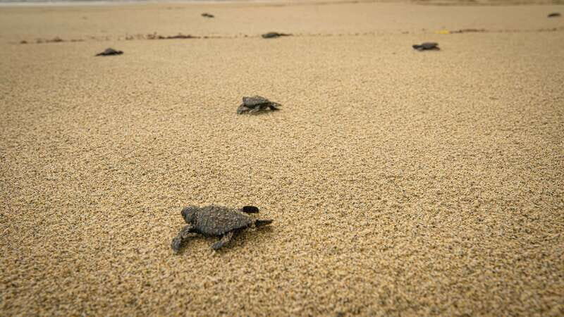 Puerto Escondido: Turtle Release Experience - Price and Value