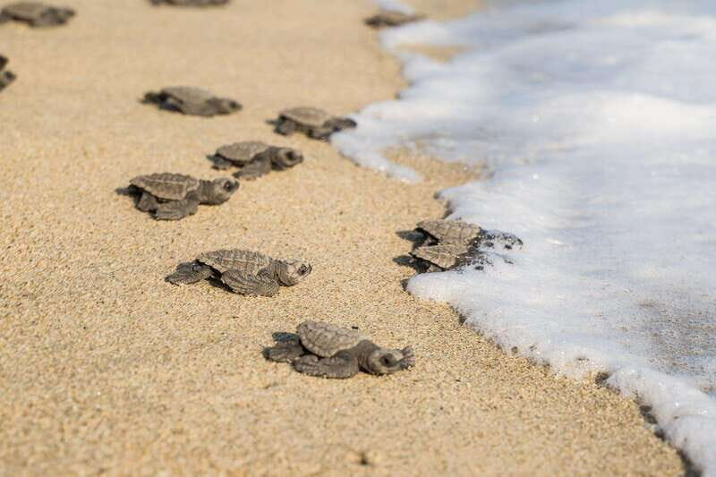 Puerto Escondido: Turtle Release Experience - Reviews and Authentic Feedback