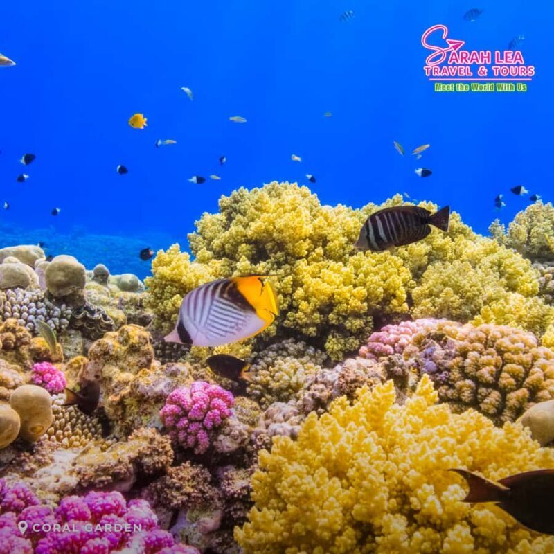 Puerto Galera: Coral Reefs & Island Snorkeling Experience - Key Points