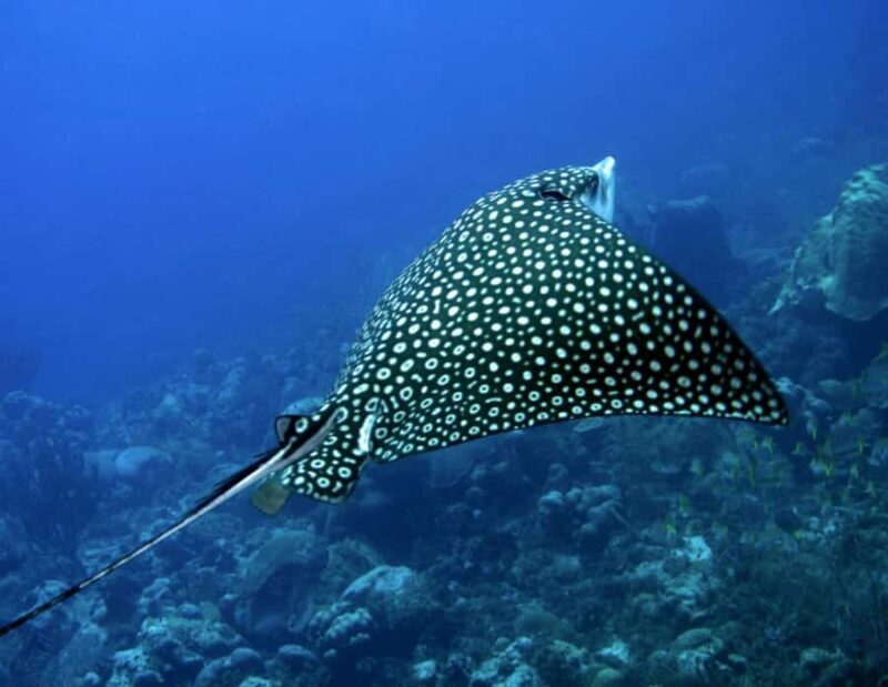 Puerto Morelos: Diving at Puerto Morelos Reef - An Honest Look at the Puerto Morelos Reef Snorkeling Tour