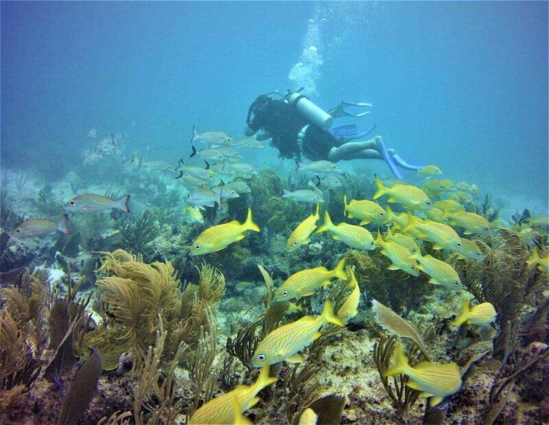 Puerto Morelos: Diving at the C56 Shipwreck - Is It Worth the Price?