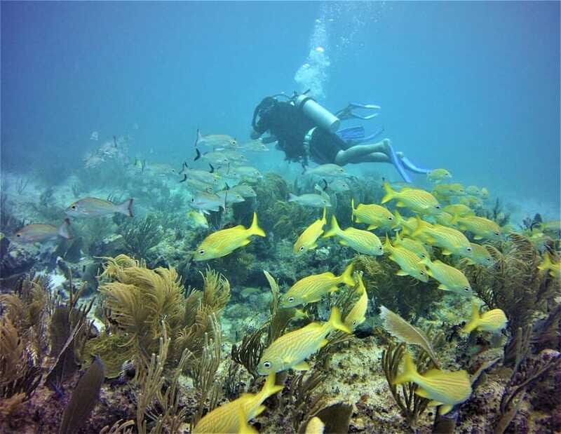 Puerto Morelos: Diving at the C56 Shipwreck - Final Thoughts