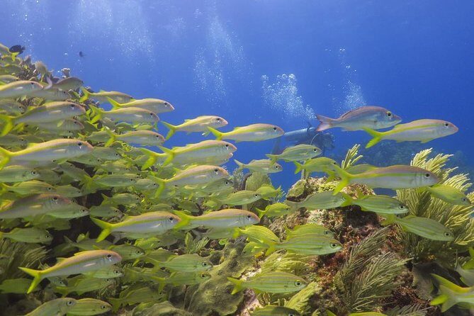 Puerto Morelos Reef Snorkel, 2 stops , local tacos, small groups! - The Itinerary and What Makes It Special